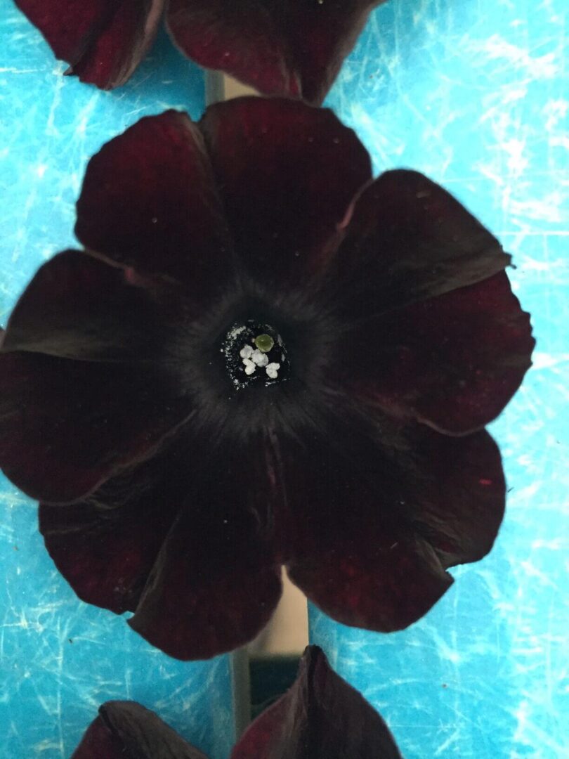 Annuals – Contrary Mary's Plants and Designs