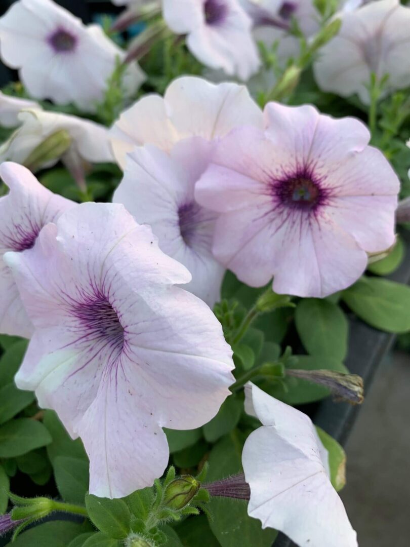 Annuals – Contrary Mary's Plants and Designs