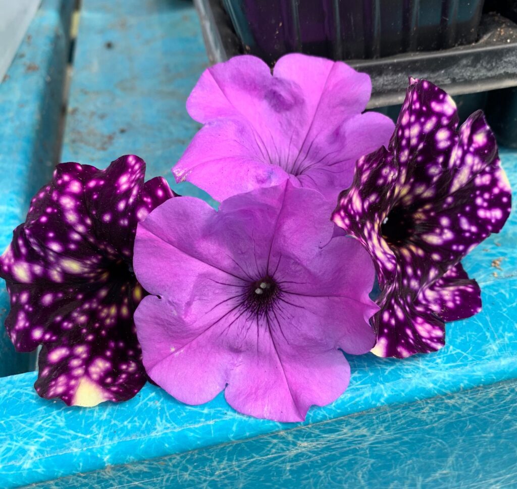 Annuals – Contrary Mary's Plants and Designs