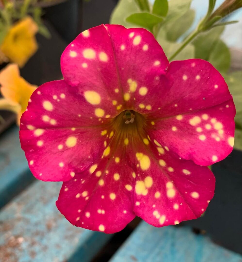 Annuals – Contrary Mary's Plants and Designs